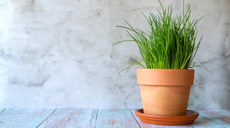 11 Herbs You Can Grow Indoors Year Round