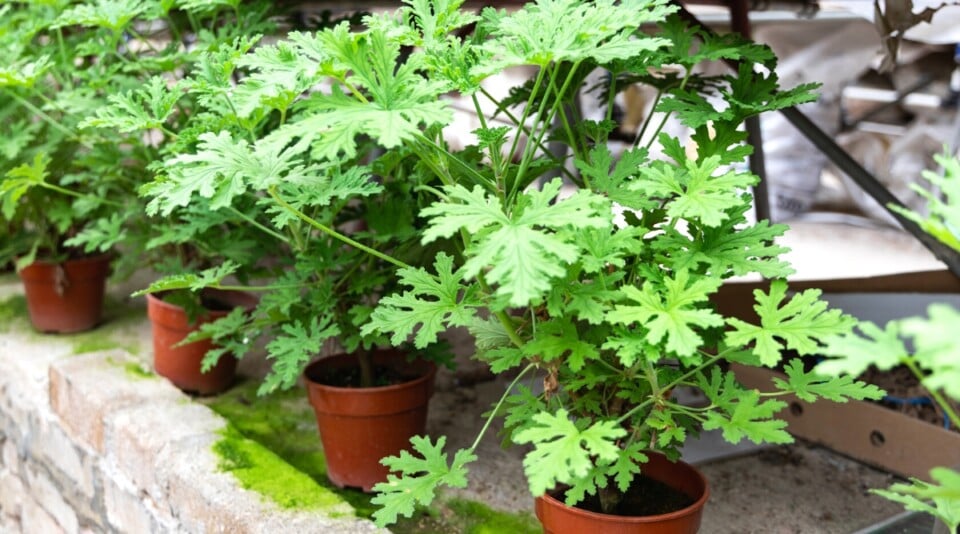 What Are The Best Mosquito-Repellent Plants for the Garden?