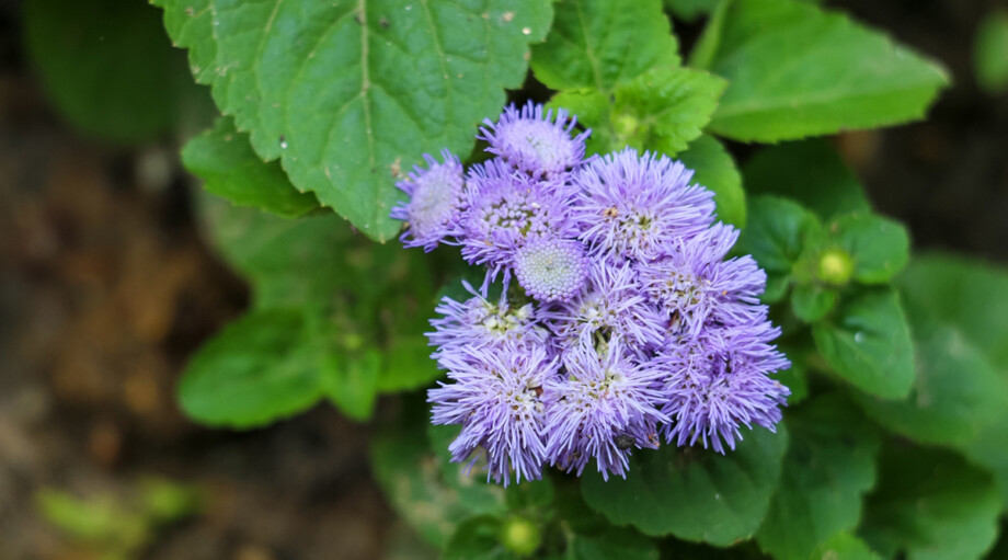 How to Plant, Grow, and Care for Floss Flower