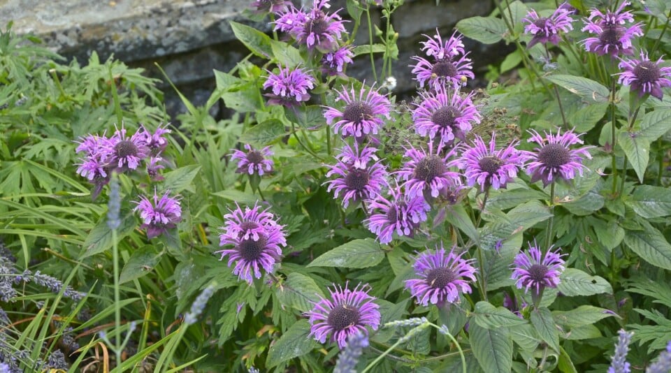 How to Plant, Grow and Care For Wild Bergamot