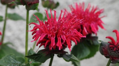 11 Native Perennials to Direct Sow this Fall