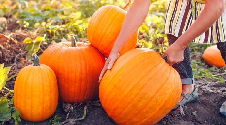15 Tips for Growing Epic Giant Pumpkins