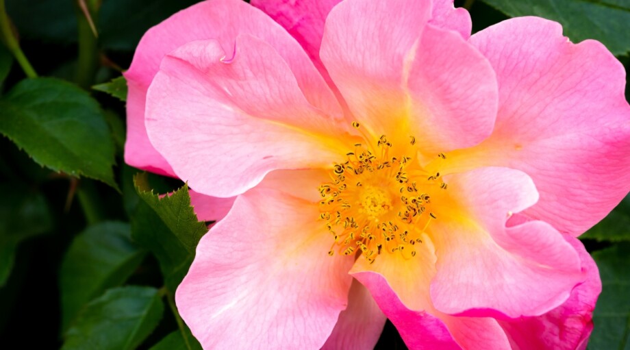 17 Roses That Thrive on Neglect