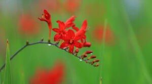 How to Plant, Grow and Care For Wild Bergamot