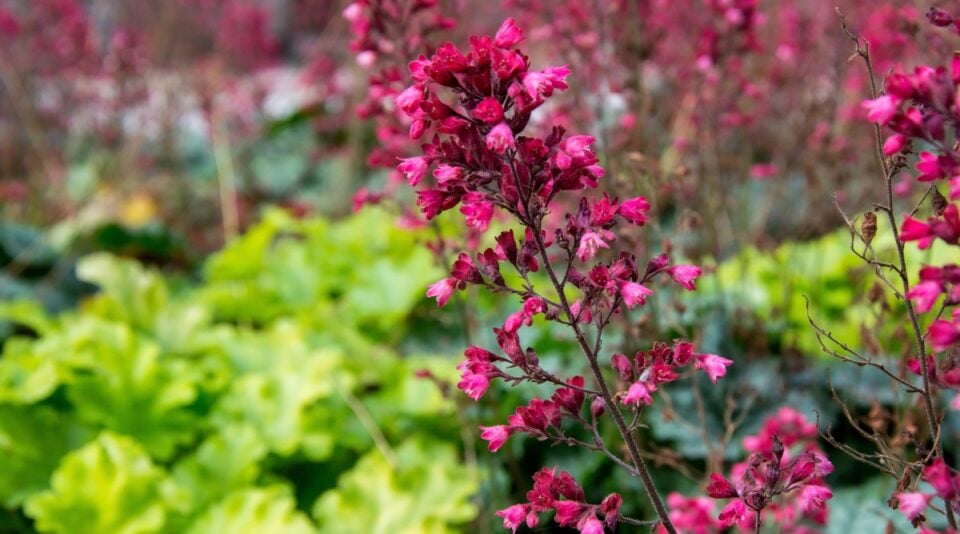 37 Hardy Perennials for Difficult Climates