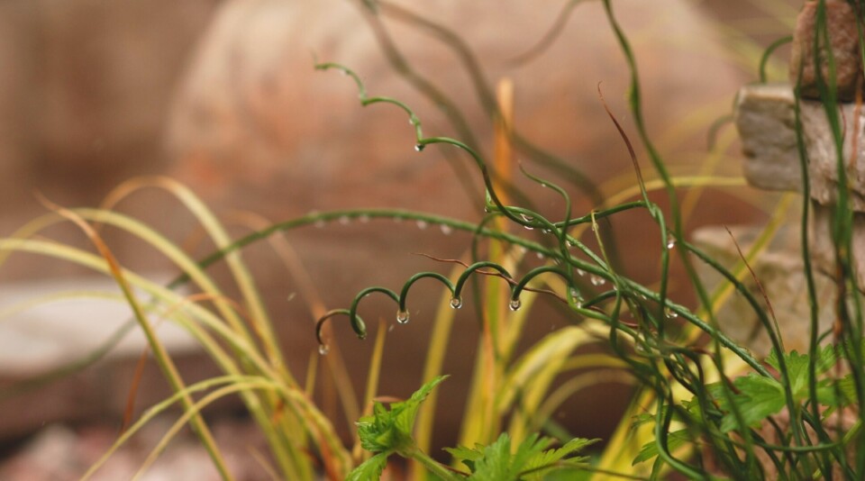 11 Aquatic Plants for Your Garden Pond