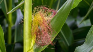 11 Corn-Growing Problems You Might Face