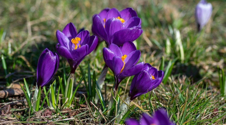 20 Bulbs to Plant in Fall for Gorgeous Spring Blooms