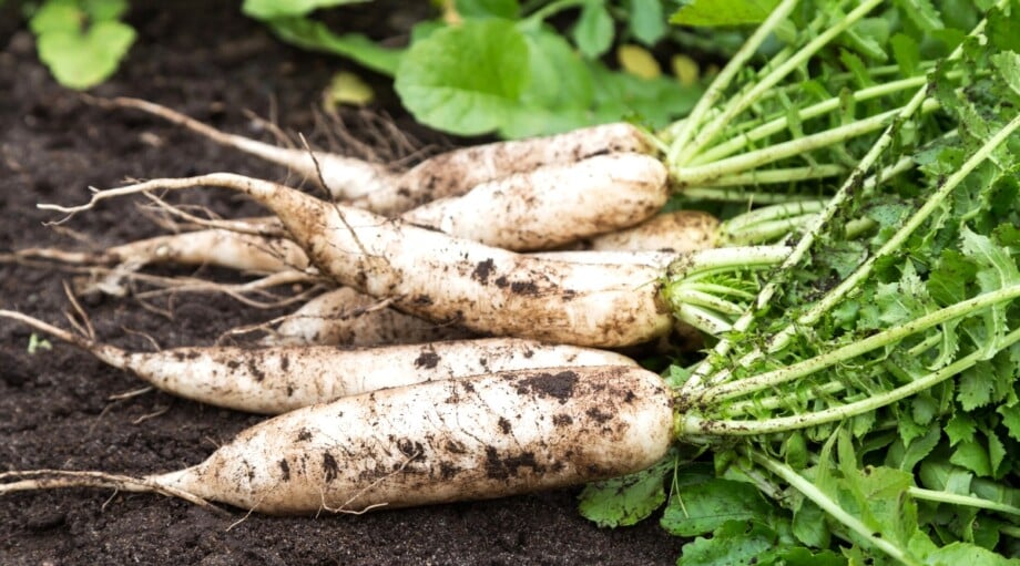 17 Vegetables to Plant Right Now for a Fall Harvest