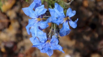 How to Plant, Grow and Care For Blue Lechenaultia