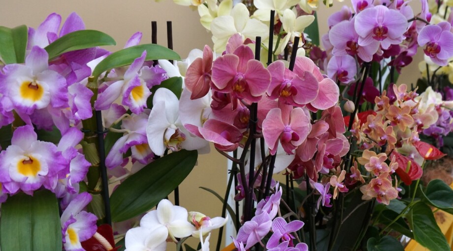 5 Secret Orchid Care Tips from a Master Grower – Nature's Gateway