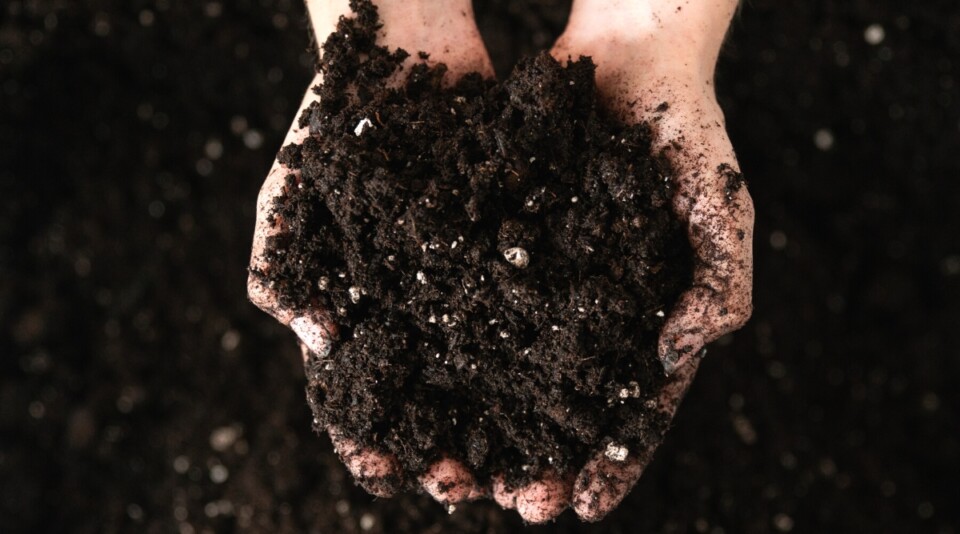 15 Tips for Growing a Permaculture Garden
