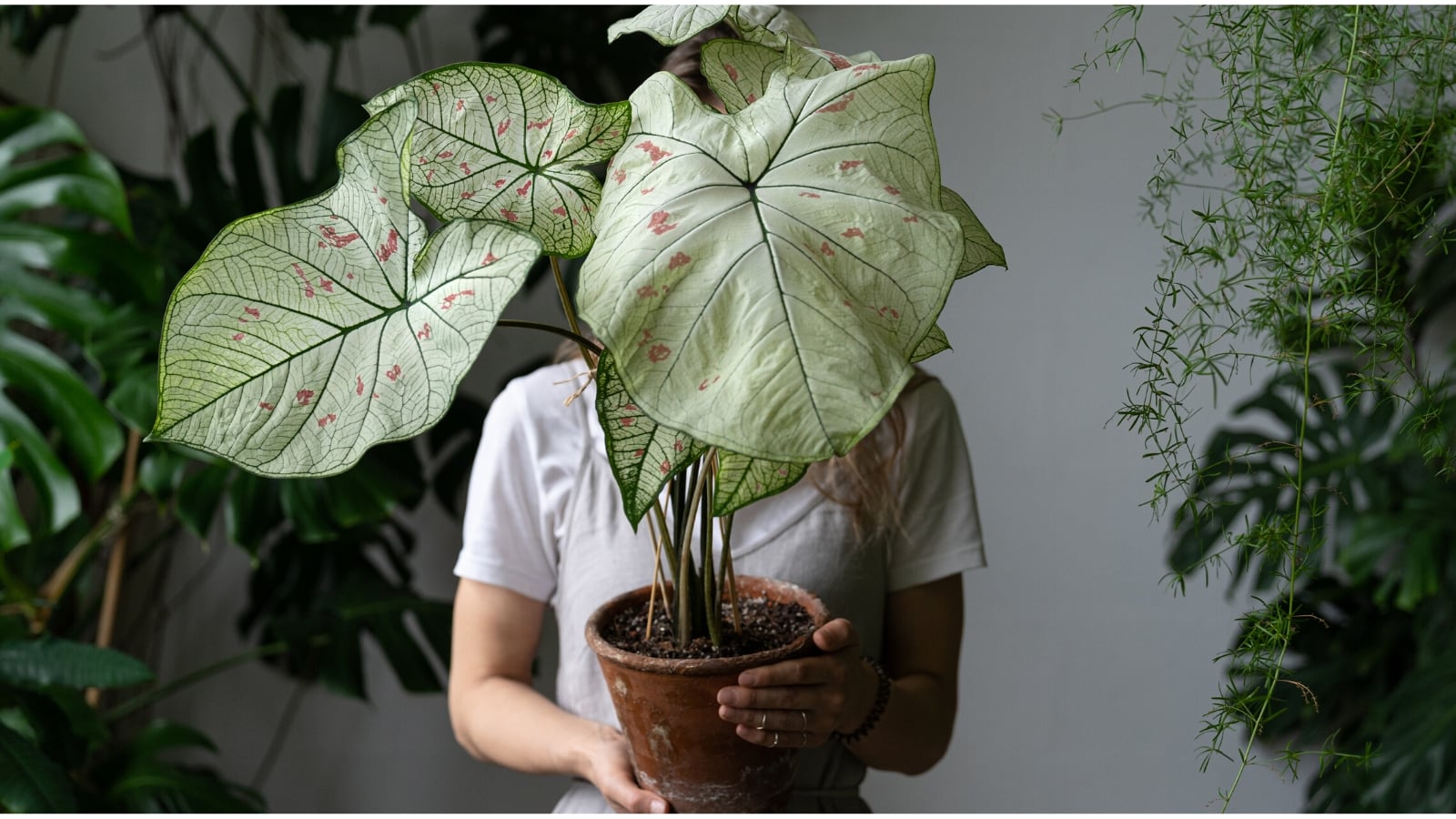 Plant Shaking: What is it, and Does it Actually Work?
