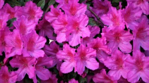 Where Should You Plant Azaleas For Optimal Growth?