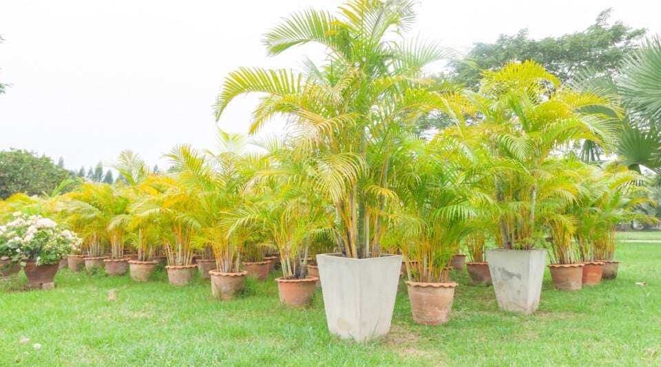 How to Plant, Grow, and Care for Areca Palms