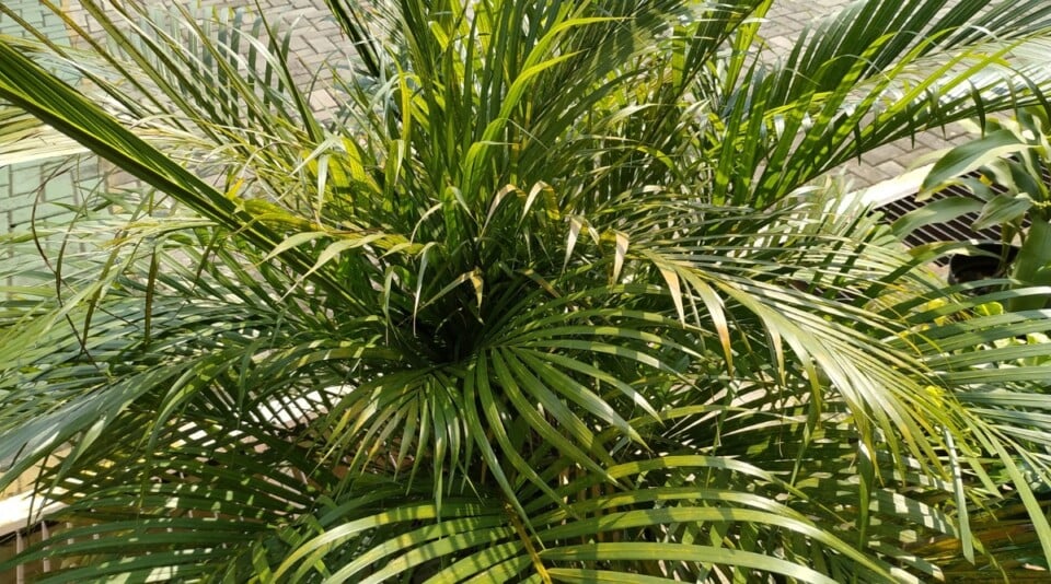 How to Plant, Grow, and Care for Areca Palms