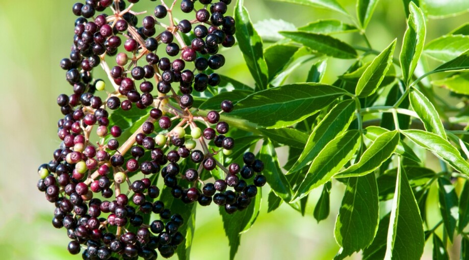 21 Native Herbs to Grow this Season