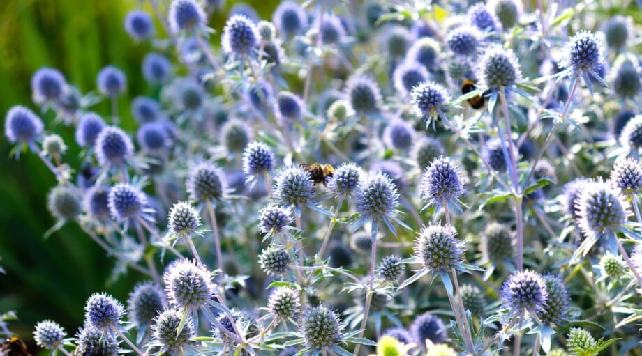How to Plant, Grow and Care For Sea Holly