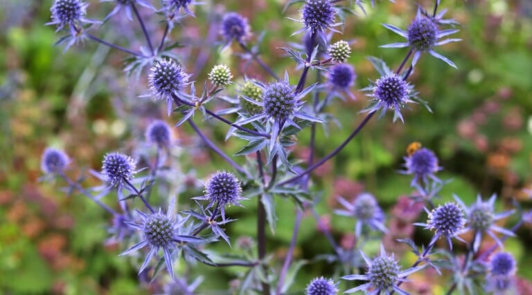 How to Plant, Grow and Care For Sea Holly