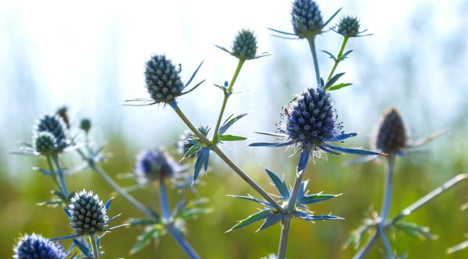 How to Plant, Grow and Care For Sea Holly