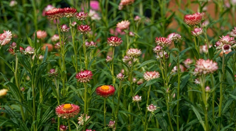 How to Plant, Grow, and Care for Strawflowers
