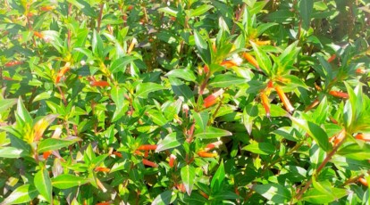 How to Plant, Grow, and Care for Firecracker Plants