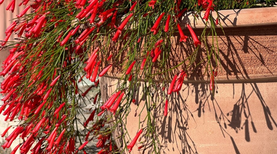 How to Plant, Grow, and Care for Firecracker Plants