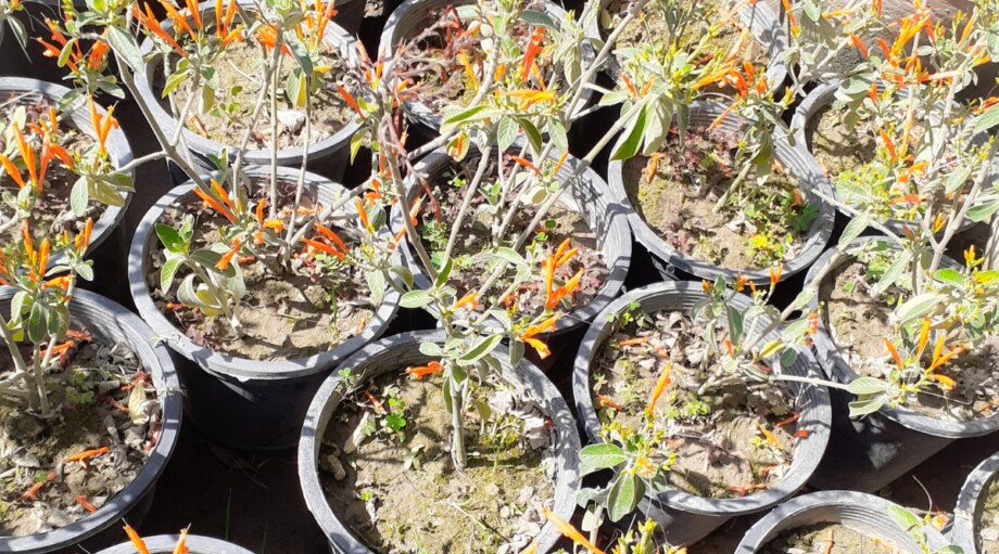 How to Plant, Grow, and Care for Firecracker Plants