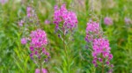 21 Native Herbs to Grow this Season