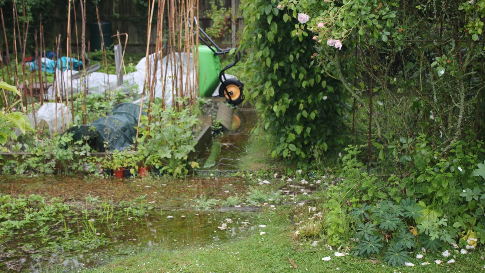 What Does El Niño Mean For Your Garden?