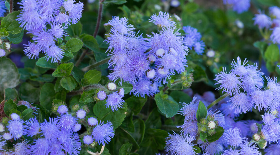 How to Plant, Grow, and Care for Floss Flower