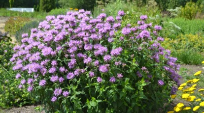 How to Plant, Grow and Care For Wild Bergamot