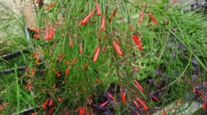 How to Plant, Grow, and Care for Firecracker Plants