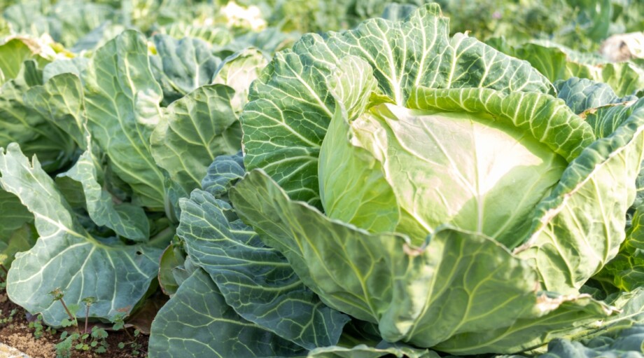 15 Companion Plants to Grow with Chard