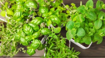 15 Tips for Herb Gardening in Small Spaces