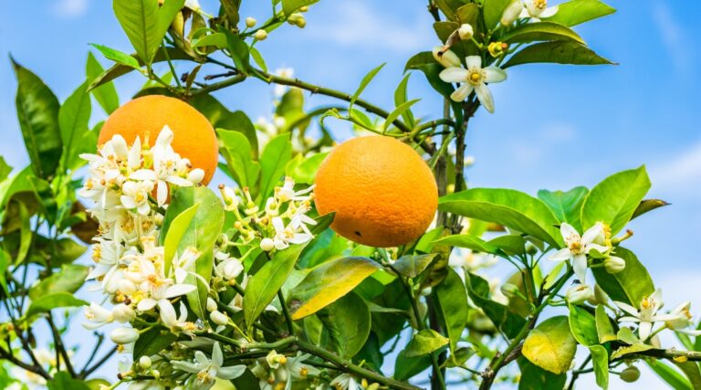 Plant Shaking: What is it, and Does it Actually Work?