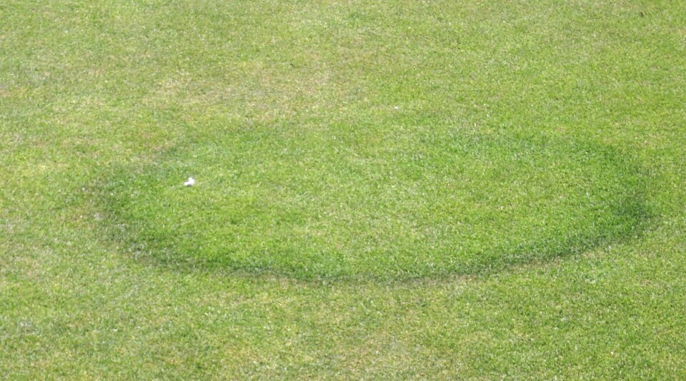 9 Common Turfgrass Diseases and How to Manage Them