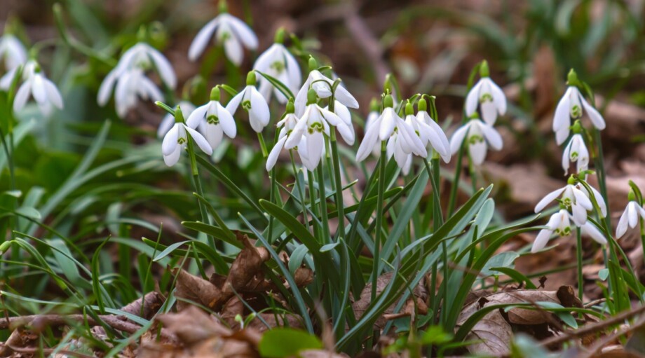 17 Naturalizing Fall Bulbs for Easy Perennial Color
