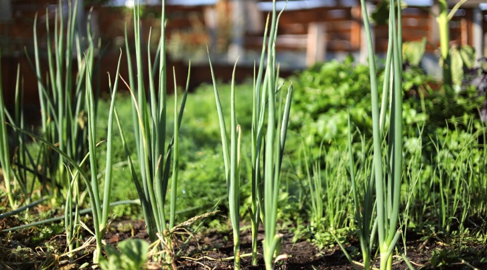 17 Vegetables to Plant Right Now for a Fall Harvest
