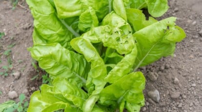15 Companion Plants to Grow with Chard