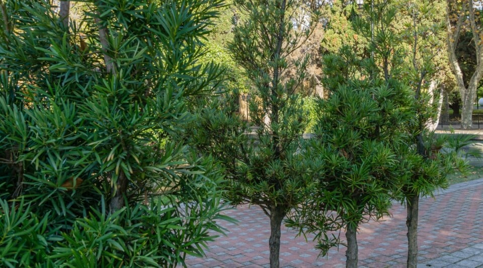 How to Plant, Grow, and Care for Podocarpus