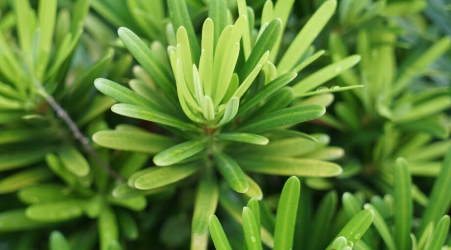 How to Plant, Grow, and Care for Podocarpus