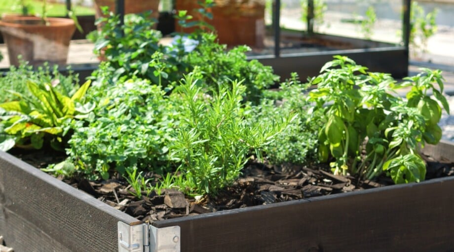 15 Tips for Herb Gardening in Small Spaces