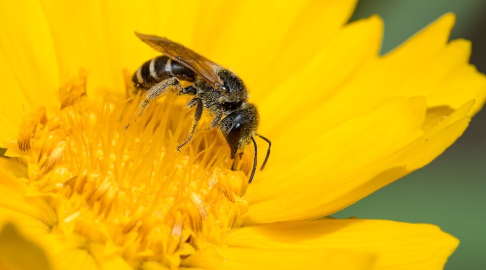 11 Types of Bees and How to Attract Them to Your Garden