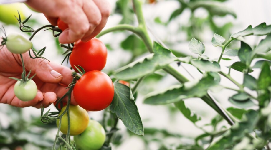 9 Ways to Extend Your Tomato Harvest This Season