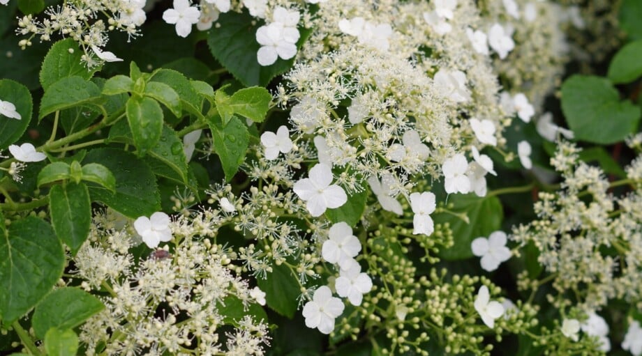 How to Plant, Grow and Care For Hydrangea Anomala