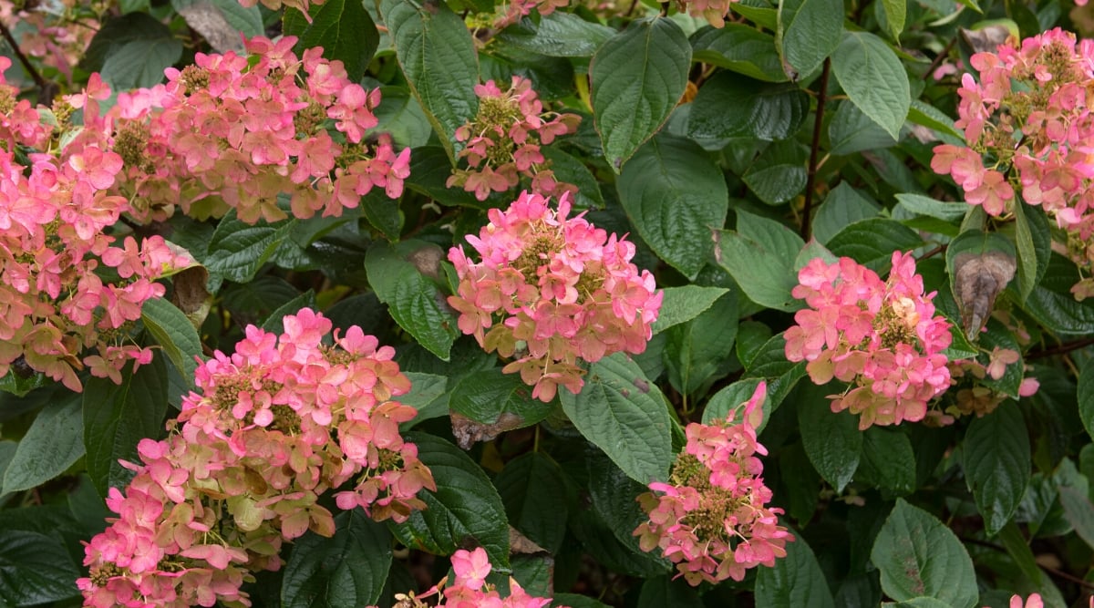 7 Stunning Varieties of Panicle Hydrangea