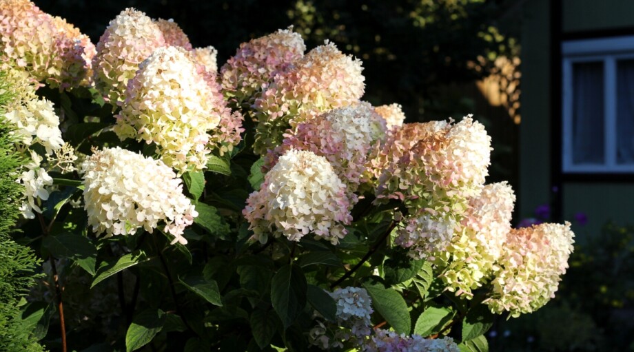7 Stunning Varieties of Panicle Hydrangea