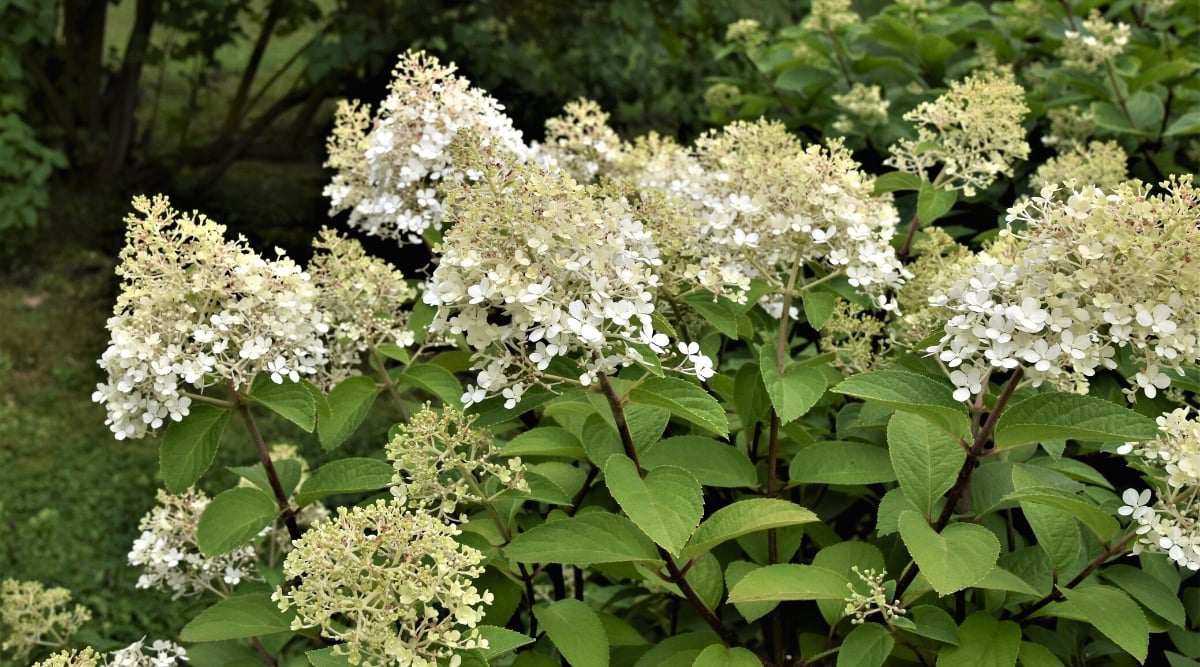 7 Stunning Varieties of Panicle Hydrangea