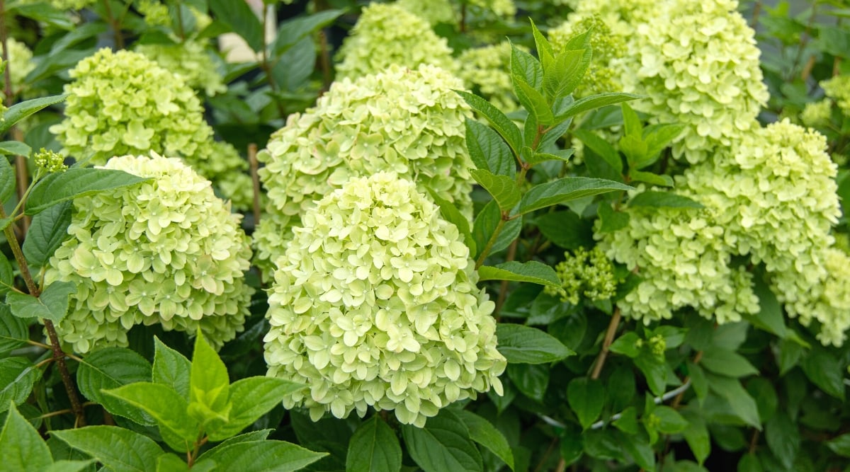 7 Stunning Varieties of Panicle Hydrangea